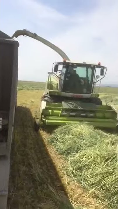 Chopping hay with claas - YouTube