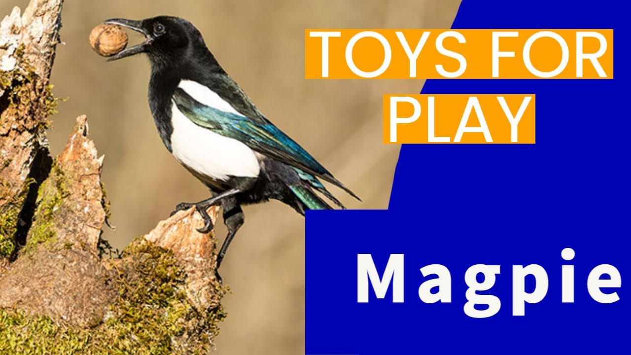 Magpie Play Time - YouTube