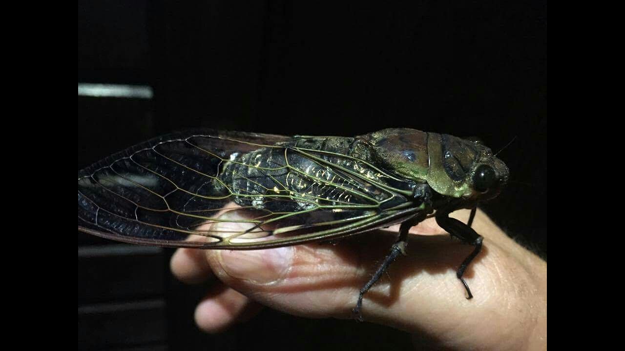 THE MOST ANNOYING BORNEO INSECT - BEST WITH SOUND - BORNEO CICADA - YouTube