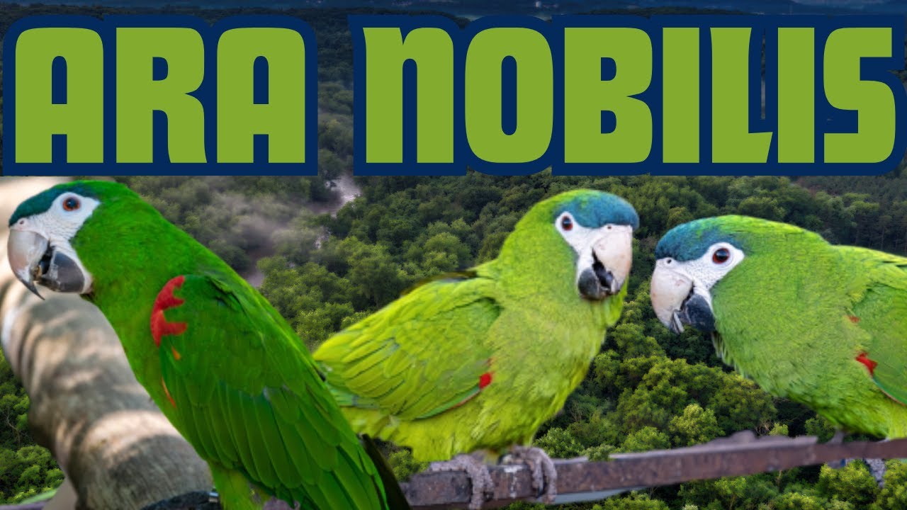 ARA NOBILIS - L' ARA più PICCOLO che C'E' #pappagalli #parrots #ara ...