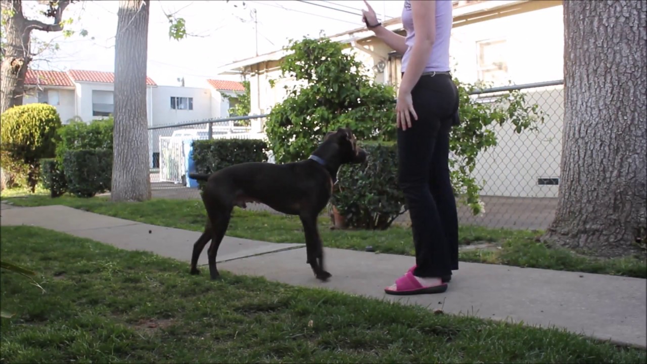 Service Dog Training Session - YouTube