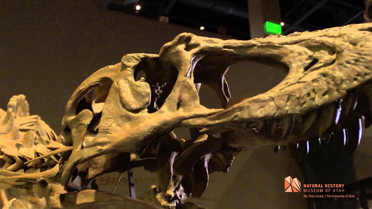 New dinosaur discovery: Lythronax argestes - YouTube