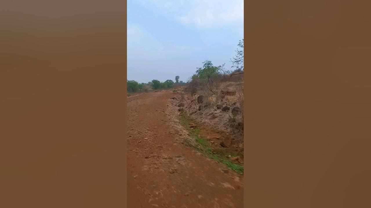 Some Peacocks Are Running Across The Road Peacocks Youtube