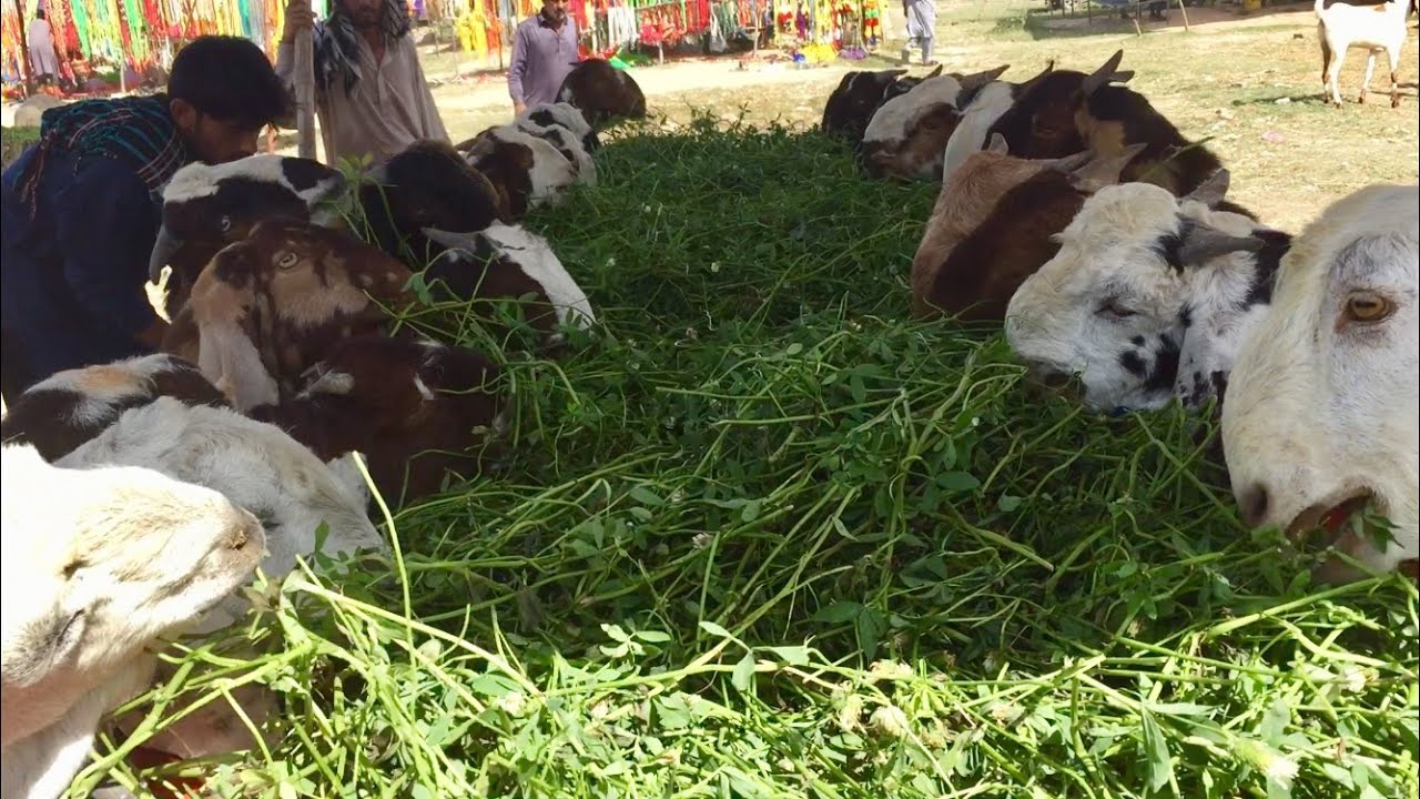 Group Of Bakras Eating Grass! - YouTube