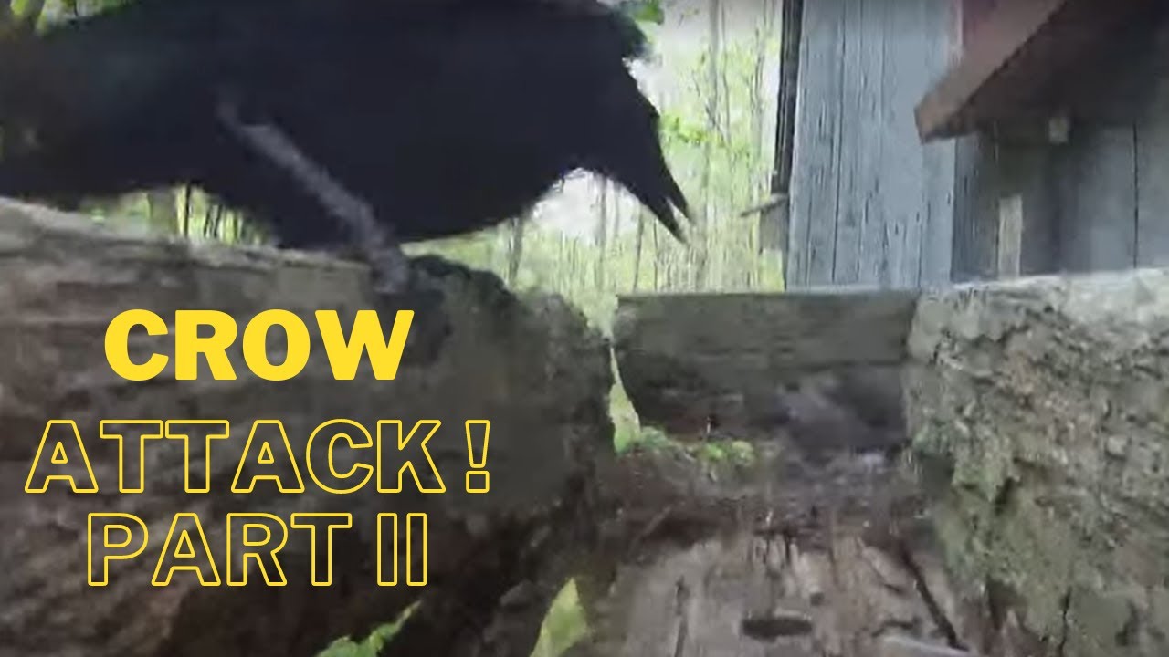 Crow Attack - Part II - Flower Box Bird Nest - Mourning Doves - YouTube
