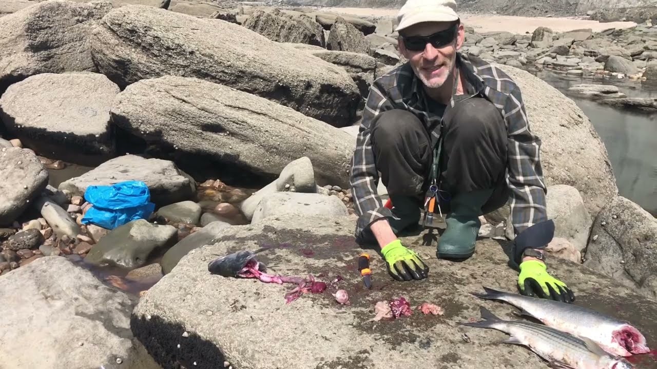 Coastal Survival - Gill net off the rocks. Big Bass and Grey Mullet ...