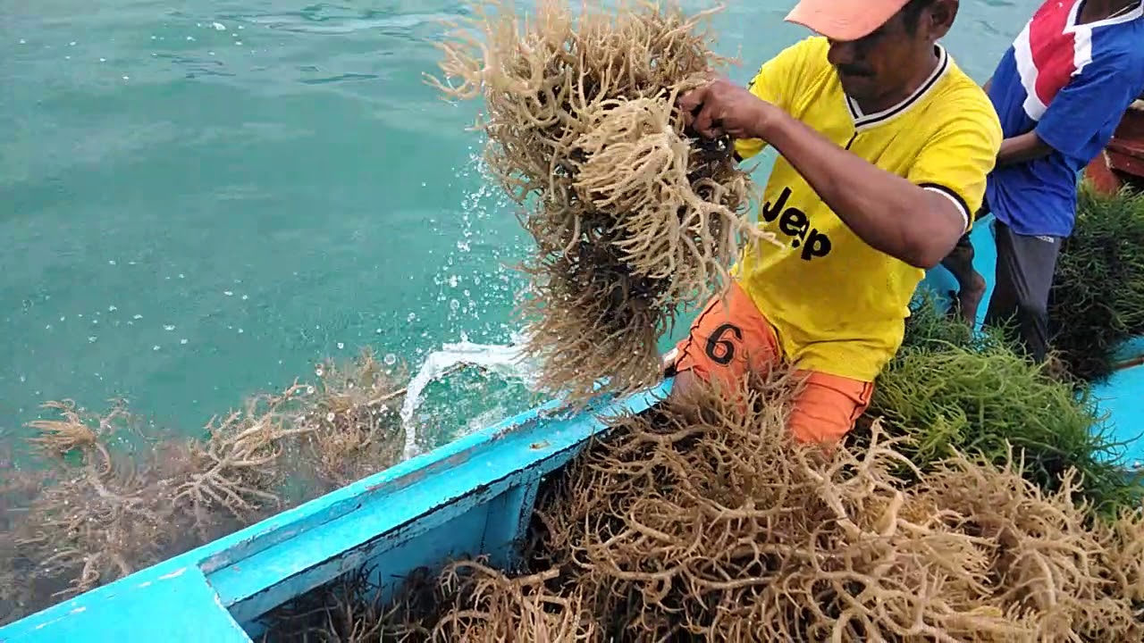 Pulau luang dengan kekayaan laut. - YouTube
