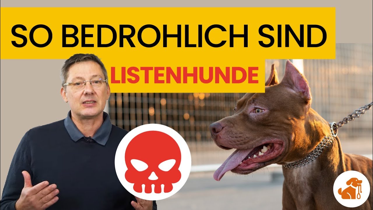Die Wahrheit über Listenhunde - So gefährlich sind "Kampfhunde ...