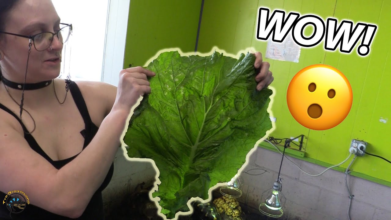 Let's Spy on TDI! -- The Biggest Mustard Greens We've EVER Seen, How It ...