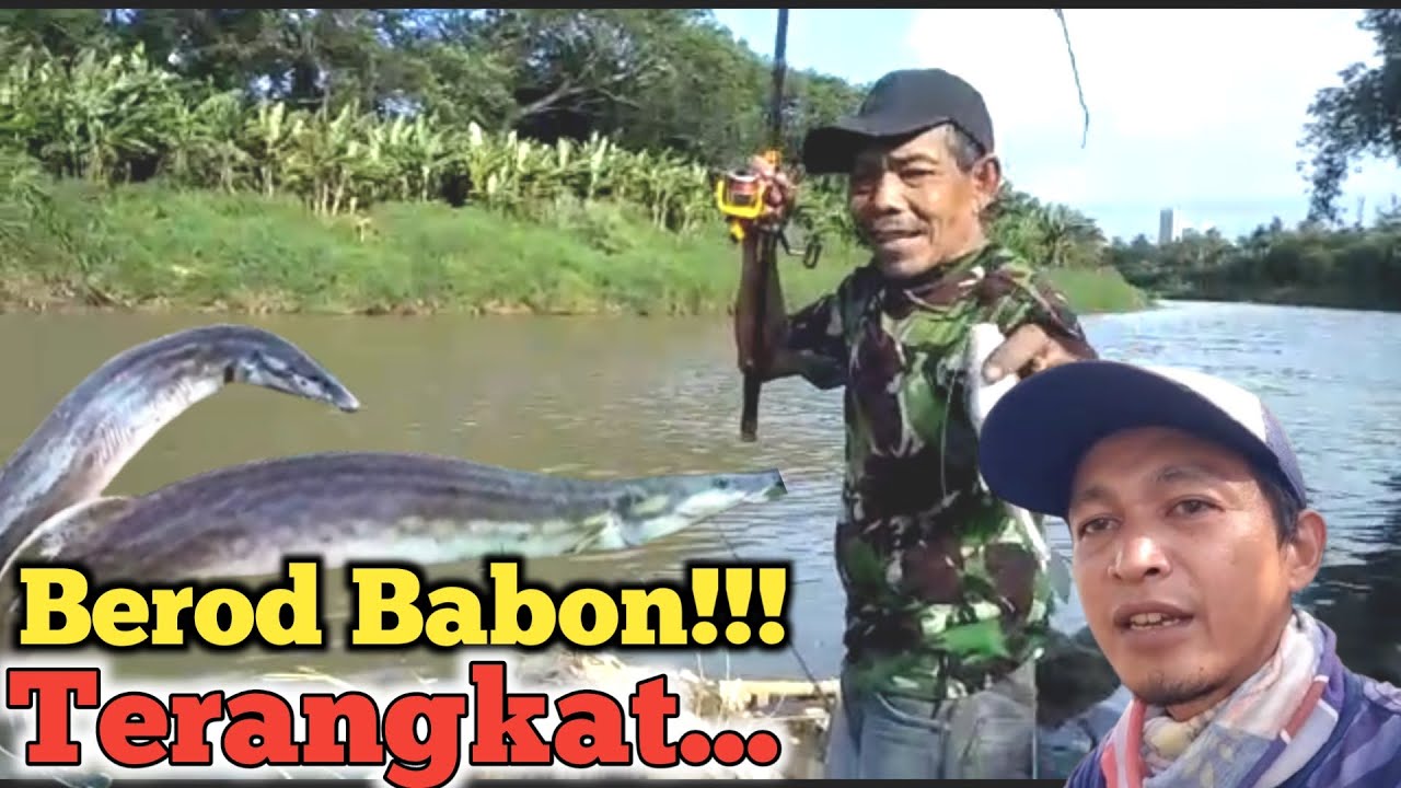 MANCING DI SUNGAI CISADANE TANGERANG,STRIKE BABON BEROD || IKAN SILI ...