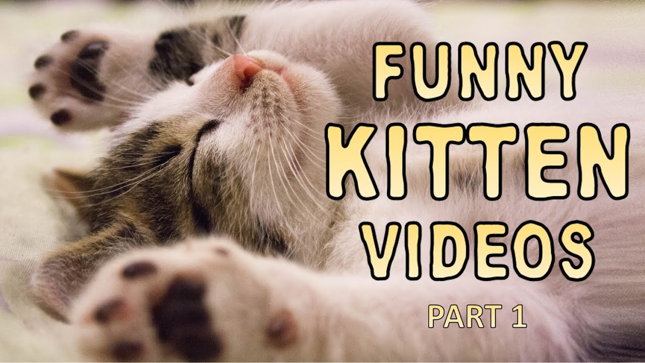 Cute and Playful Kittens Compilation Pt 1 ꞁ Funny Cats Videos - YouTube