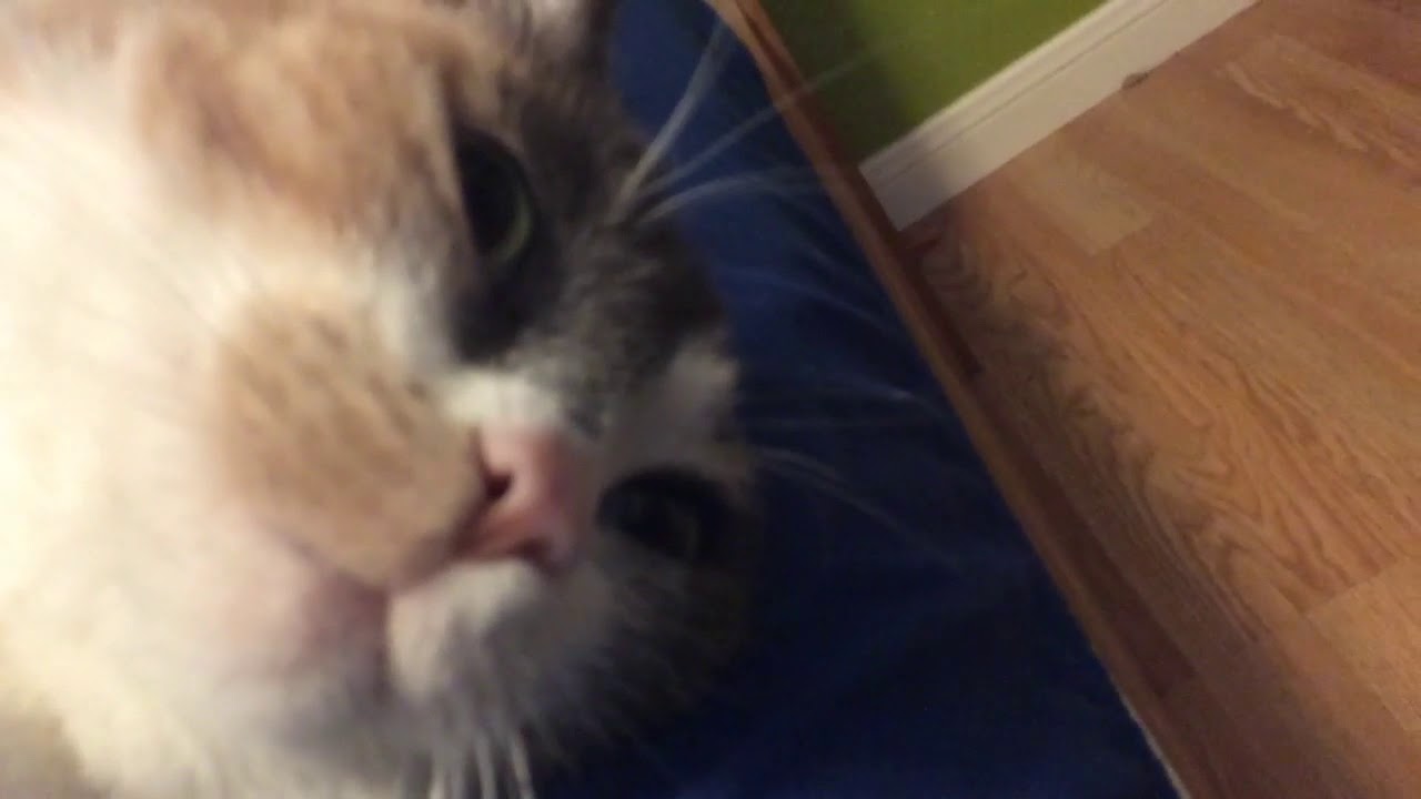 a happy loud purring cat - YouTube