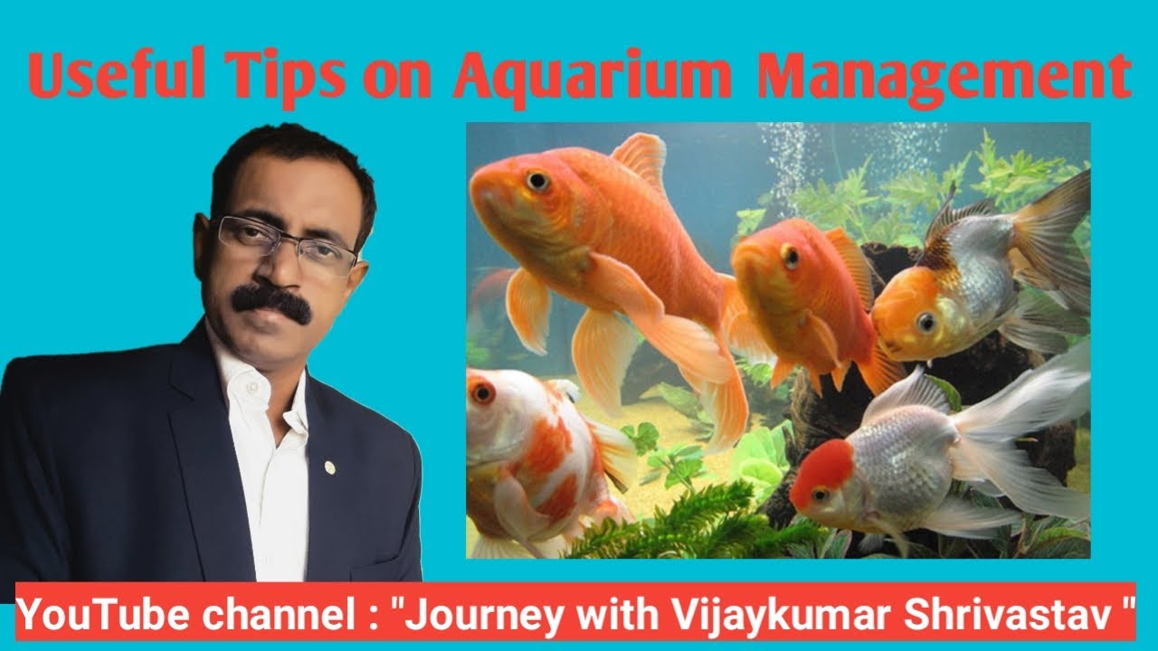 Useful Tips on Aquarium Management - YouTube