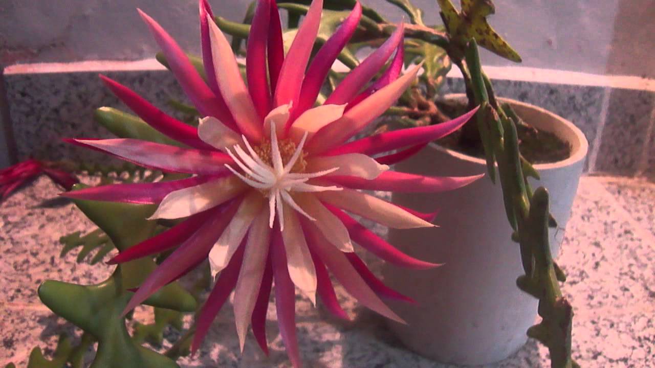 Jasmim-Cacto, Cúfea (Cryptocereus Anthonyanus) - Jasmine cactus - YouTube