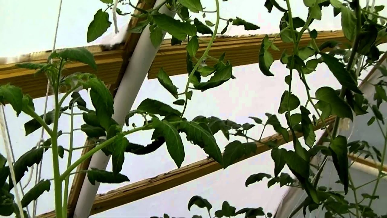 Fast Easy HydroSock Passive Wick Hydroponics Video 8 Part 4 Growing ...