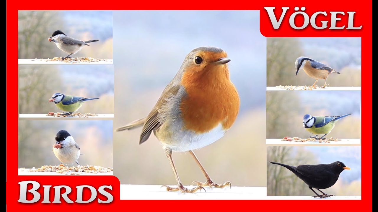 Rotkehlchen, Amsel, Kohlmeise, Blaumeise, Tannenmeise, Sumpfmeise ...
