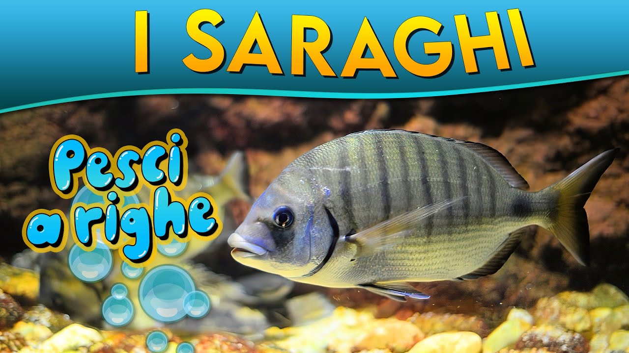 I Saraghi: pesci a righe Puntata 53 - YouTube