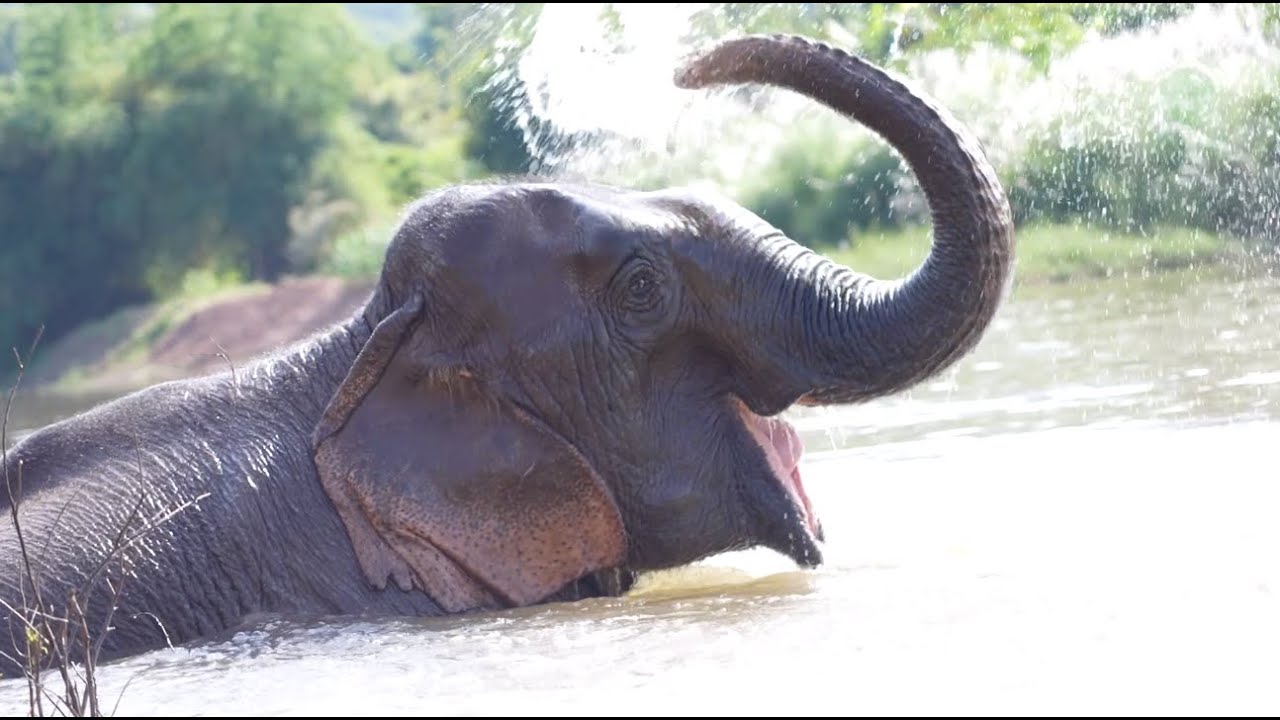 Journey Of "BuaBaan" The Elephant Who Has Hernia Problem To Sanctuary ...