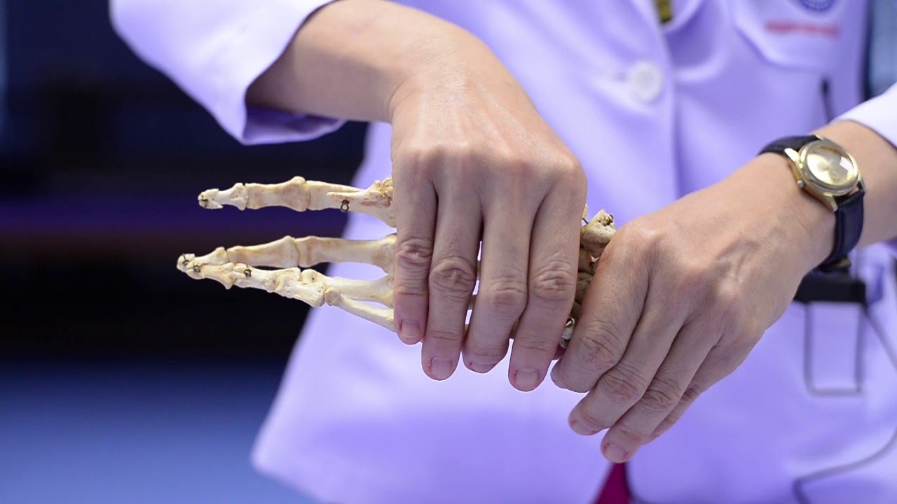 DSC 6239 Intercarpal Longitudinal movement cephalad - YouTube