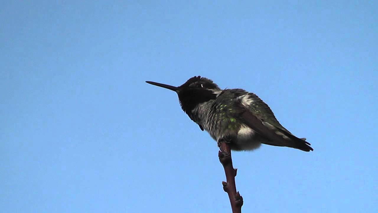 Anna's Hummingbird Courtship Singing - YouTube