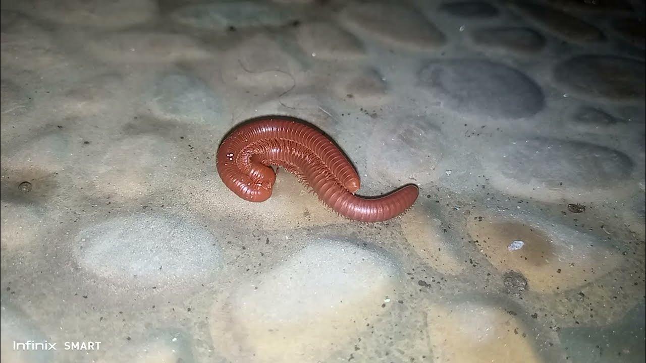 MILLIPEDE | MAKING LOVE - YouTube