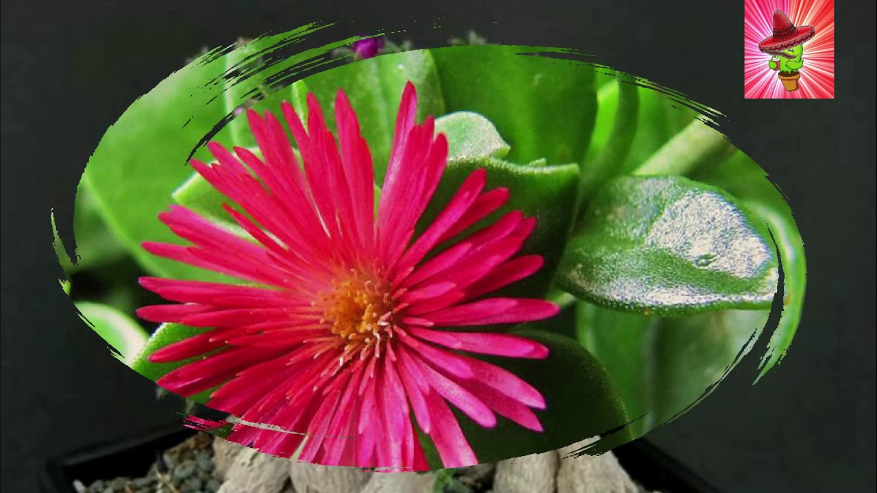 Rayitos de sol (Parte 2) - YouTube