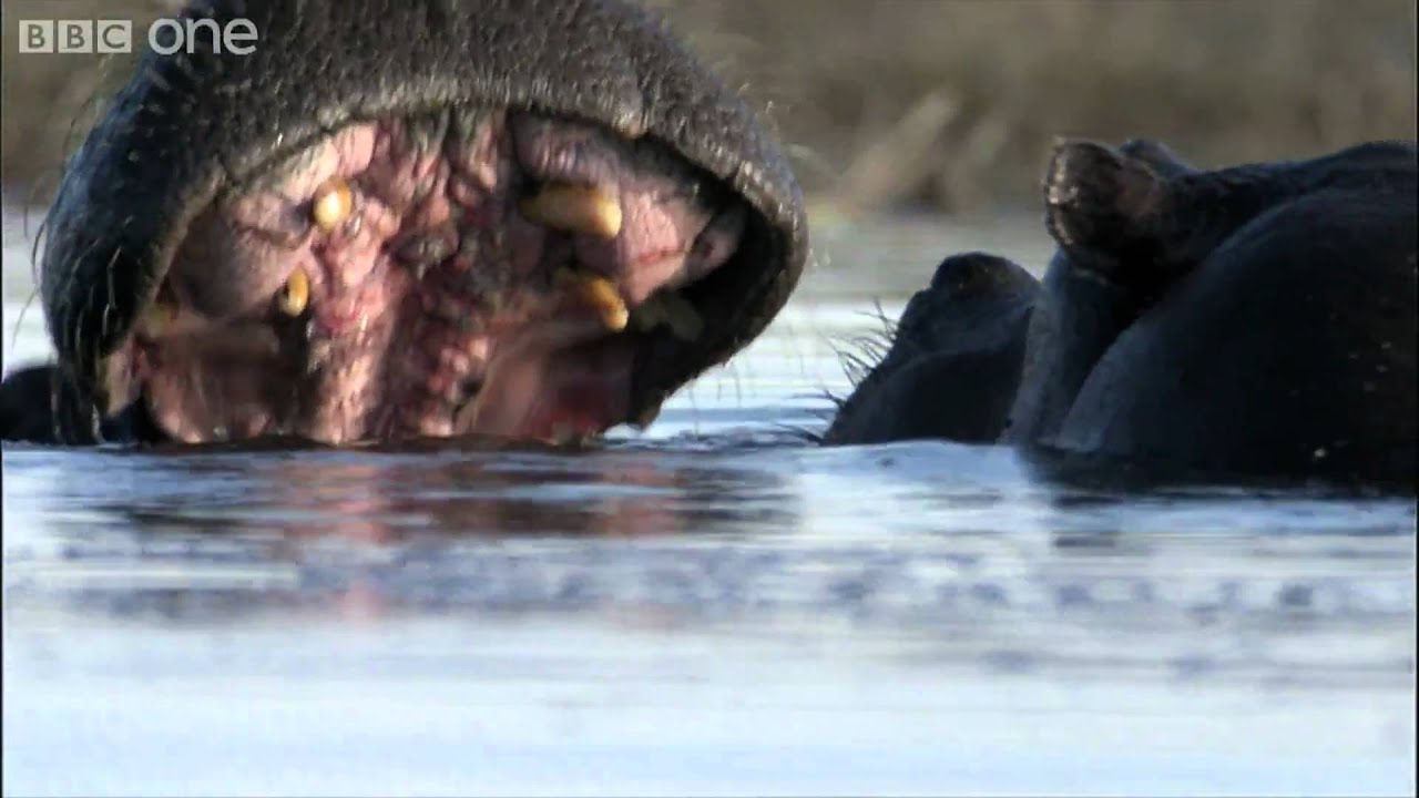 Hippo Fight- Nature's Great Events- The Great Salmon Run - YouTube