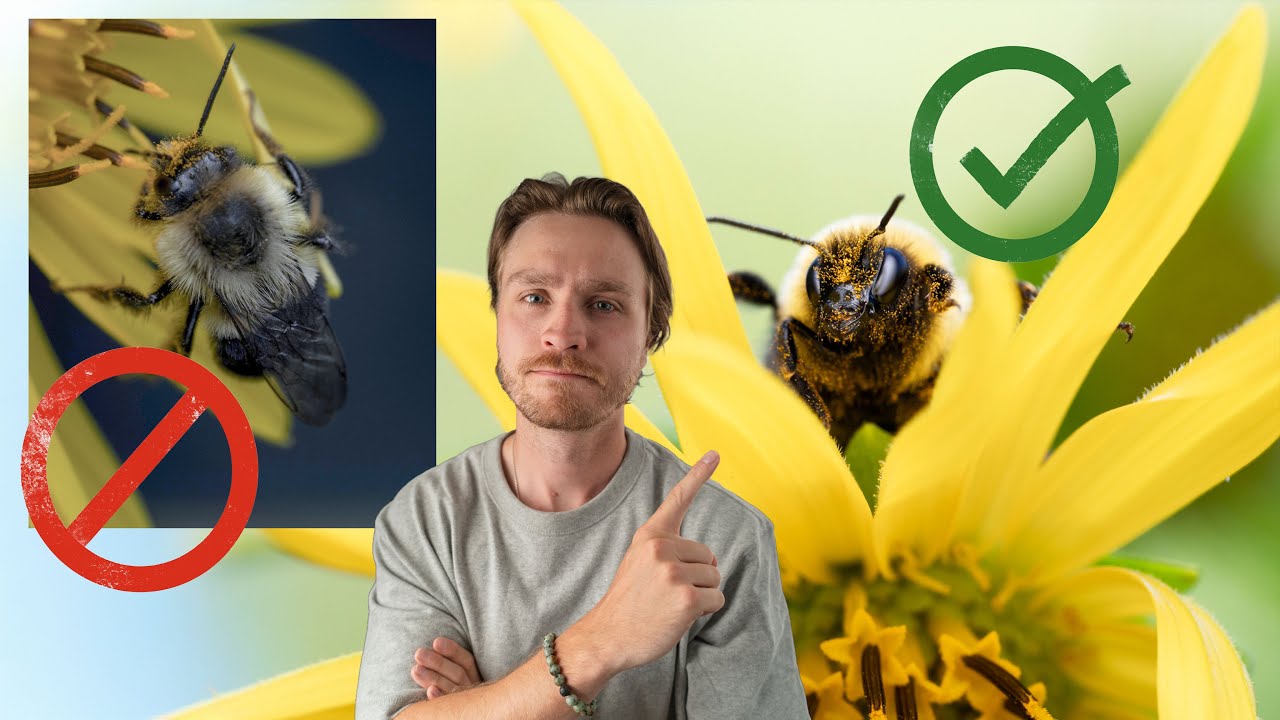 3 FREE Tips to Instantly Improve Your Macro Photography - YouTube