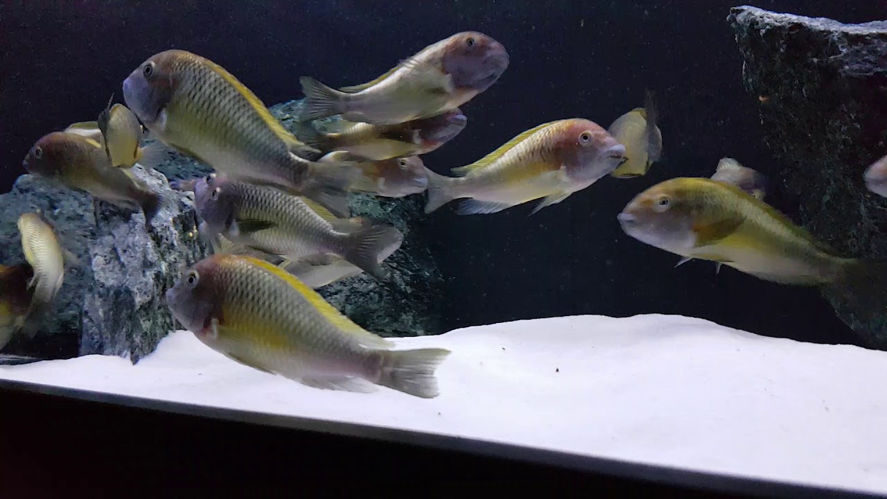 Tropheus yellow rainbow - YouTube