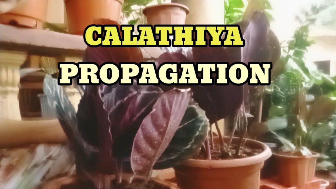 HOW TO PROPAGATE CALATHIYA WITH CARE AND TIPS - YouTube