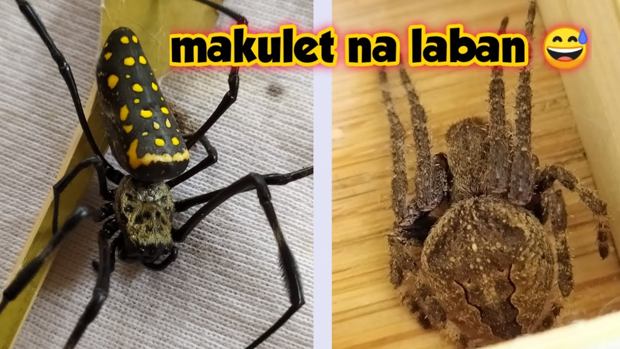 Japan G VS Gagambang kuryente - spider fight - YouTube