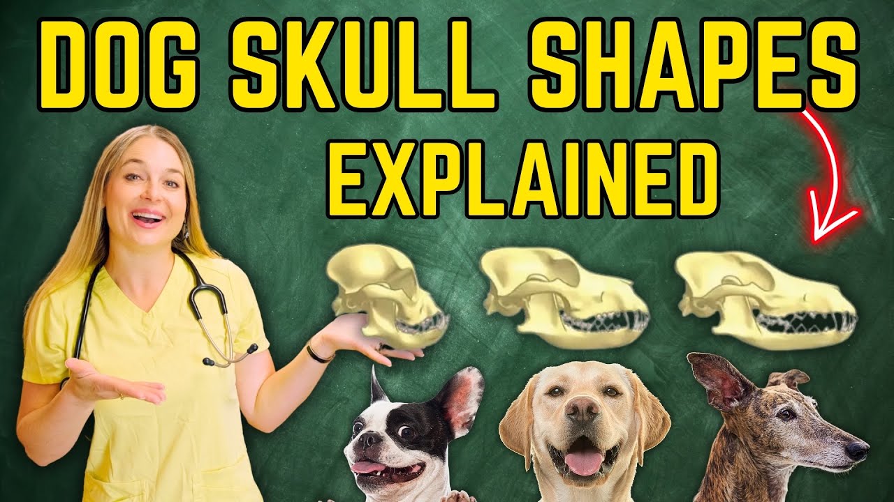 The 3 types of Dog Skull Shapes Explained!? | Veterinarian Dr. Lindsay ...