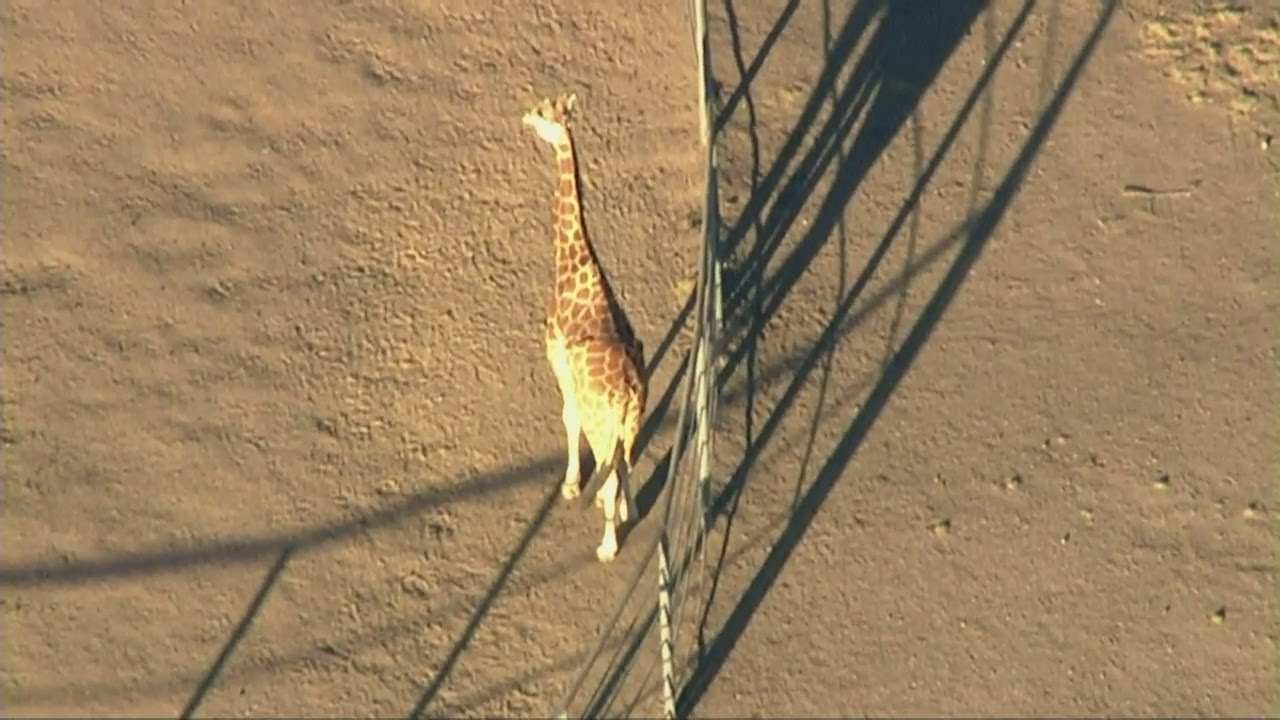 Stanley The Giraffe Fine After Woolsey Fire Rips Through Malibu - YouTube