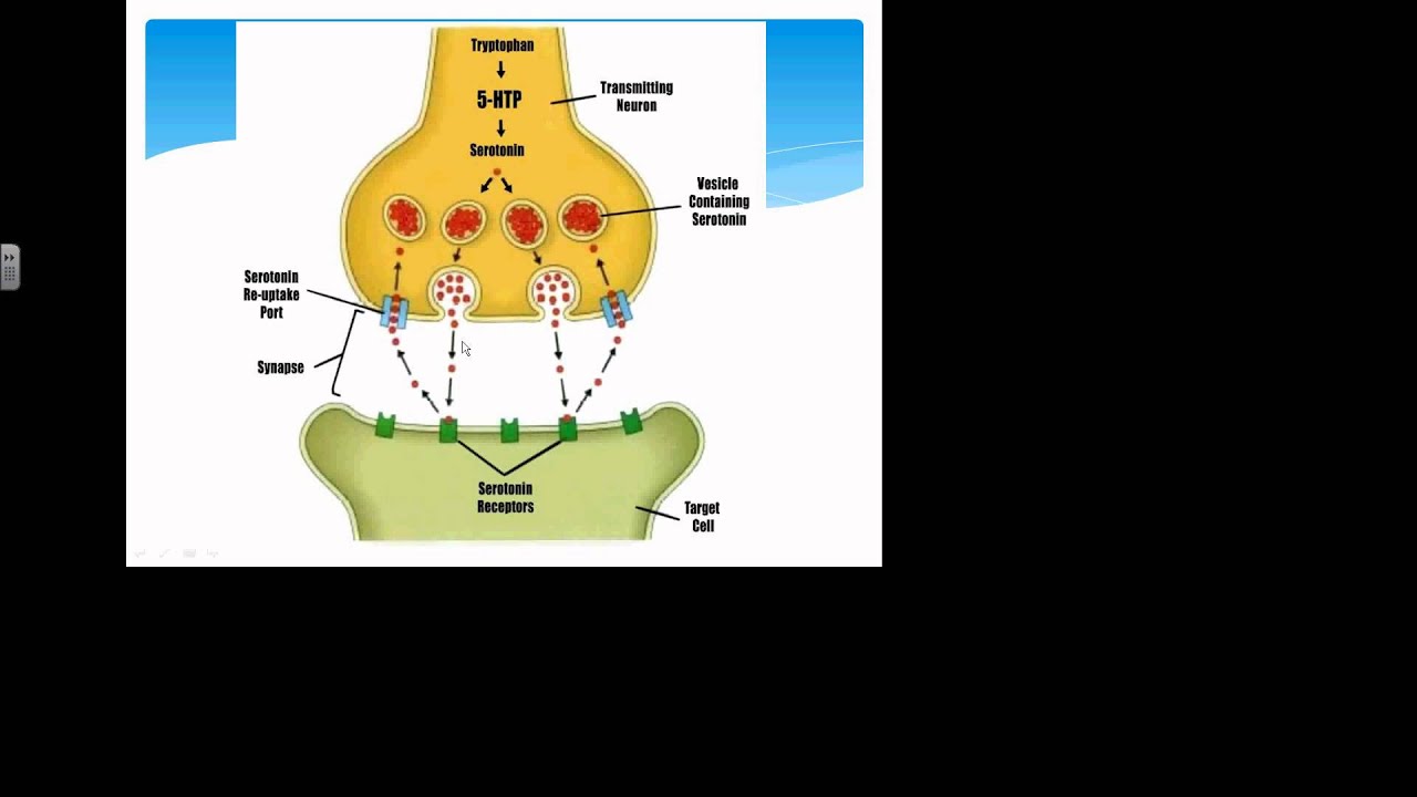 Genetic causes of OCD - YouTube