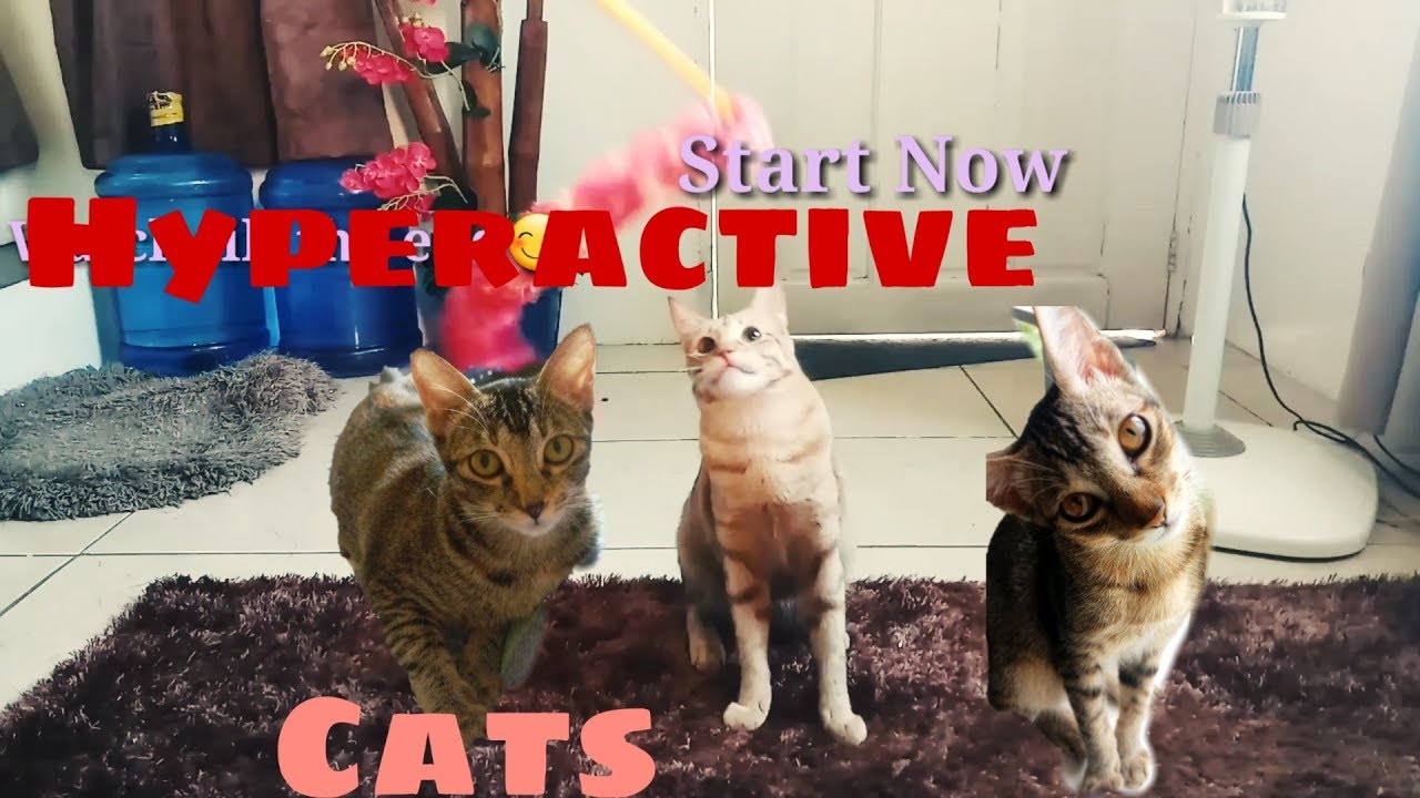 Funny cats so hyper and playful| - YouTube