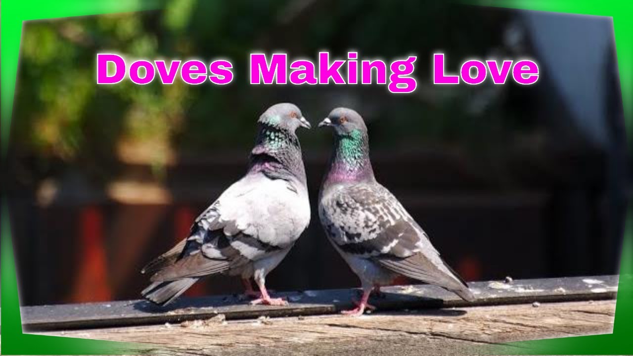 Beautiful Doves | Elegant and lovely Doves - YouTube