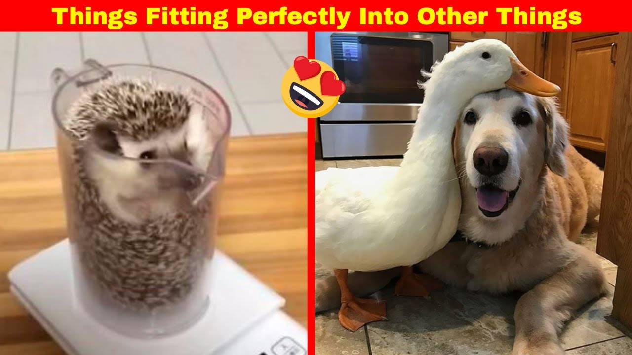 Things Fitting Perfectly Into Other Things Will Have You Feeling Oddly ...
