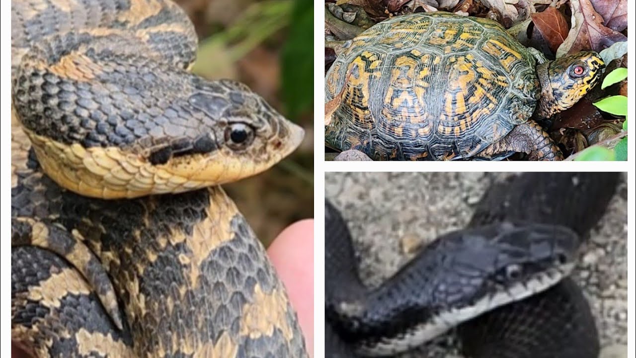 June Eastern Shore Herping: Beautiful Hognose, Tons of Common Snakes ...