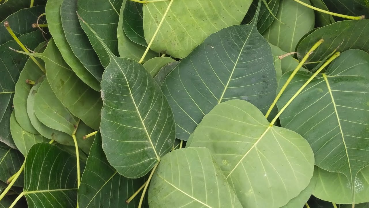 HOW TO MAKE || PIPAL KE PAN ME JALI KESE KRE || GOSIYA STUDIO || - YouTube