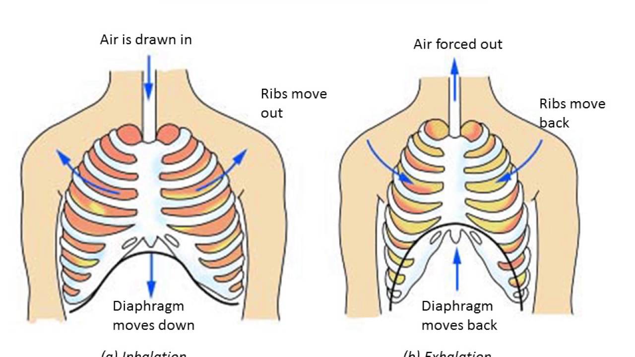 Class VII Chapter 10 Respiration In Organisms YouTube class-vii-chapter-10-respiration-in-organisms-youtube