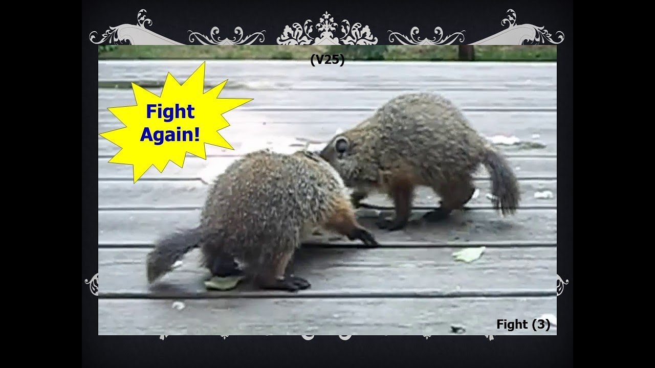 Baby woodchucks (groundhogs) are “fighting” again - YouTube