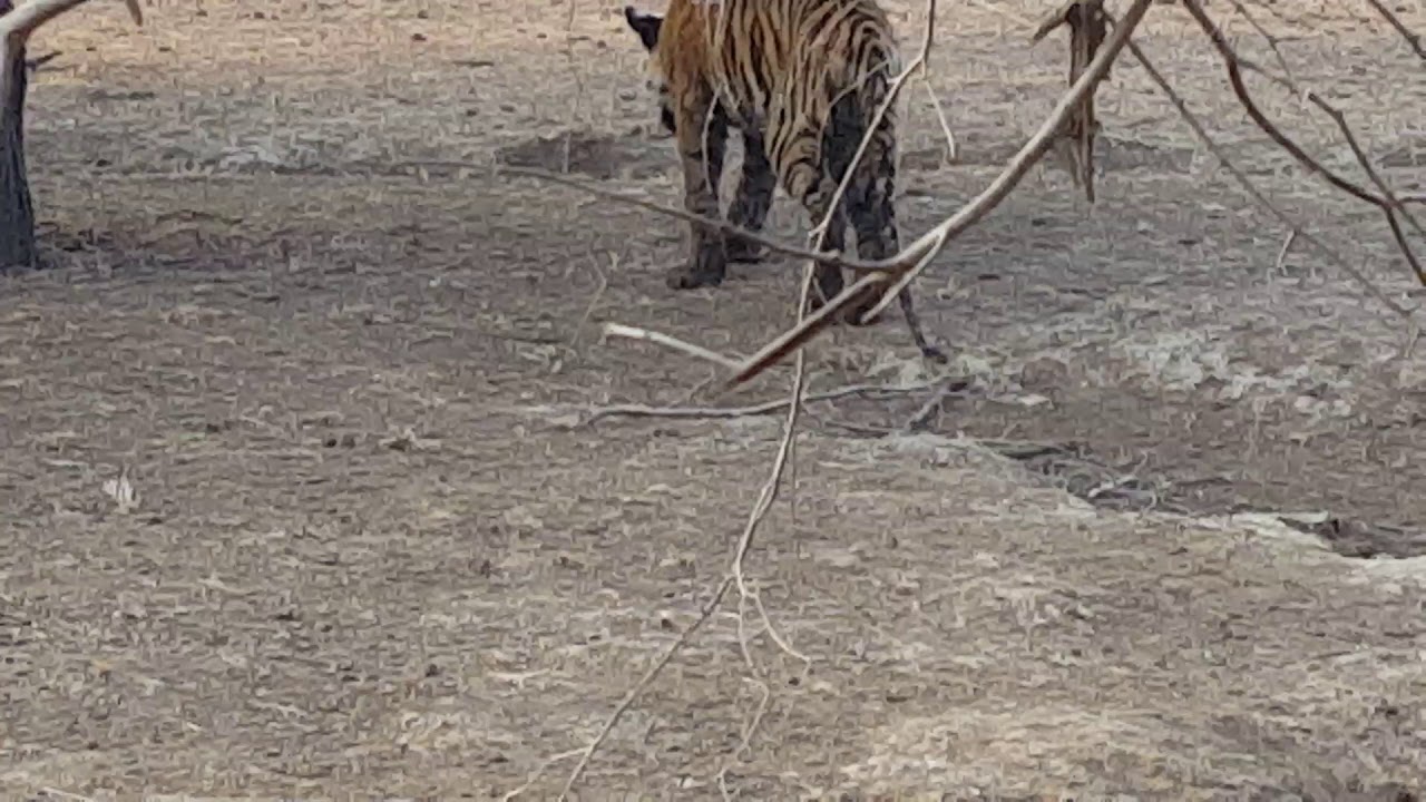 Tiger cub dying see what happened - YouTube