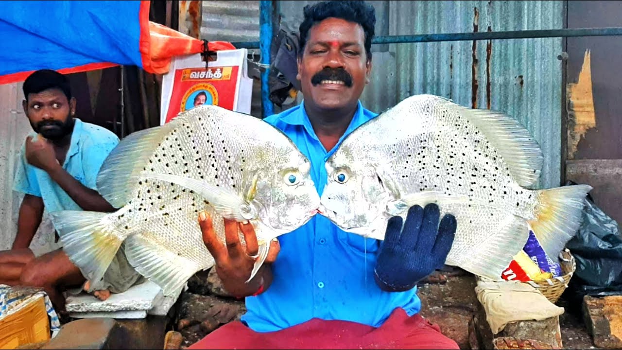SILVER SPADE FISH || THERATTA MEEN || CUTTING SKILLS #KASIMEDU - YouTube