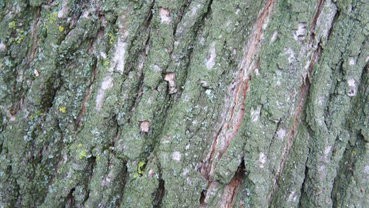 Field Maple (Acer campestre) - bark close up - January 2018 - YouTube
