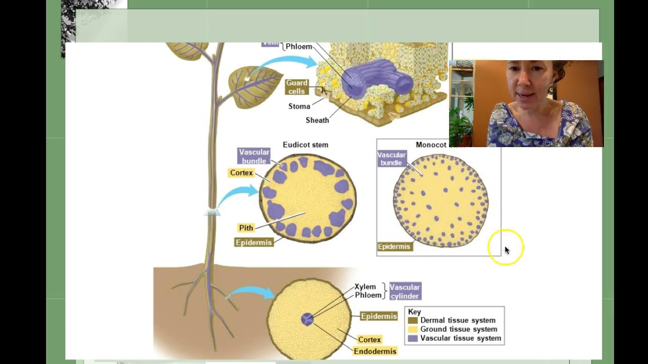 Plant Stem Anatomy and Physiology [Horticulture 101 Series] - YouTube