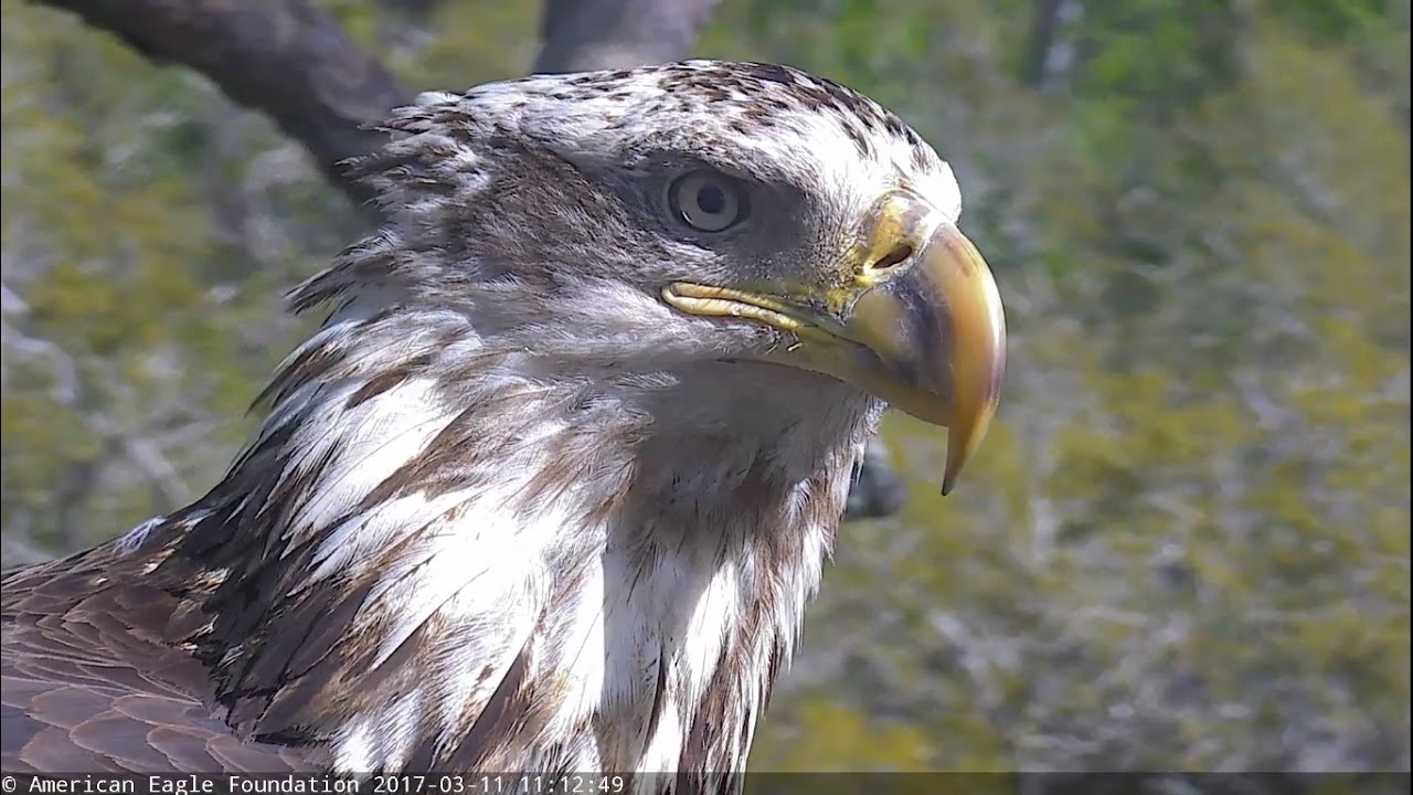 AEF-NEFL Eagle Nest 03-11-17: Sub-adult (4 years) visits Hamlet twice ...