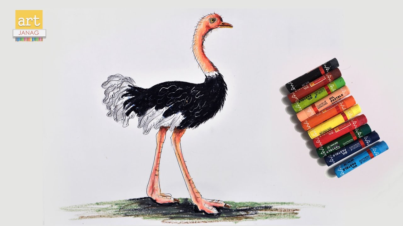 How to Draw Ostrich II Birds drawing II #artjanag - YouTube