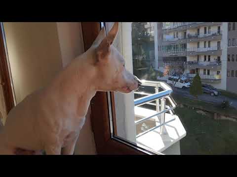 Ağıt Yakarak Ağlayan Köpek Pars 😭