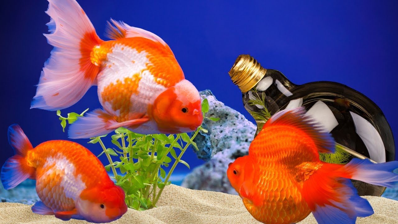 Golden fish so cute in aquarium so beautiful - YouTube