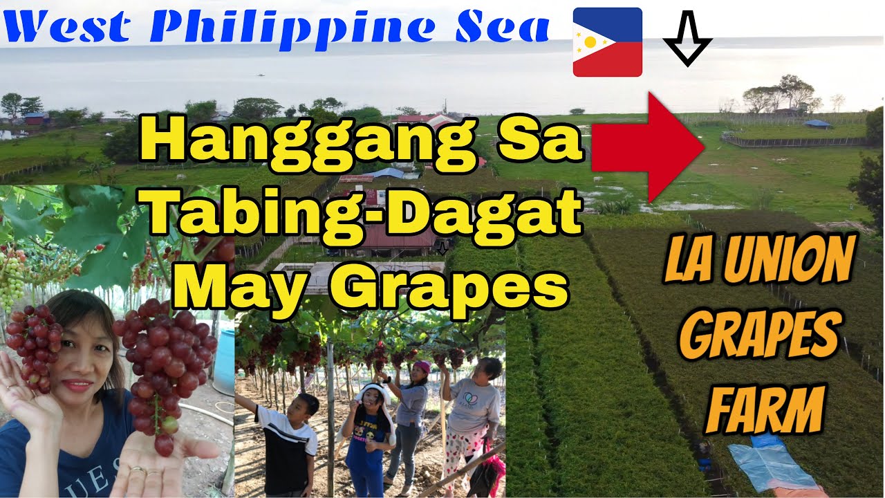 Ganito Pala Kadami ang Grapes - Grapes Farm in Bauang, La Union ...